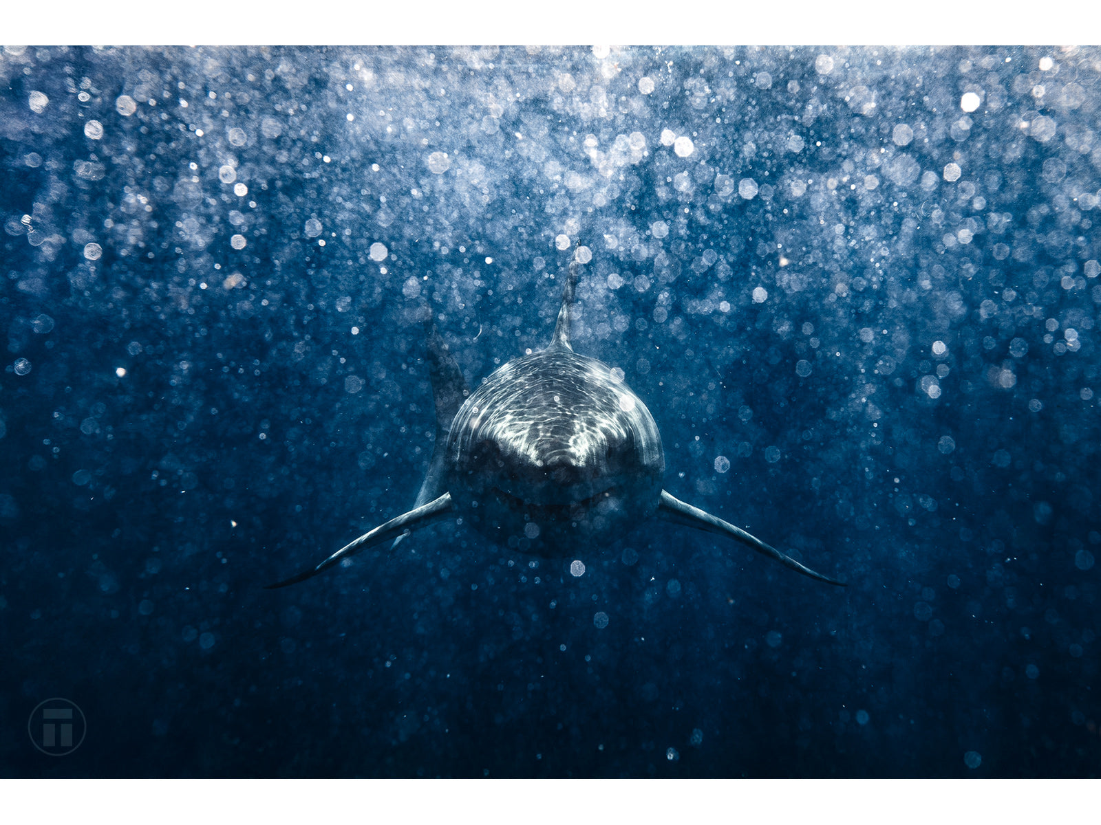 "Stealth" Fine Art Print by Thurston Photo