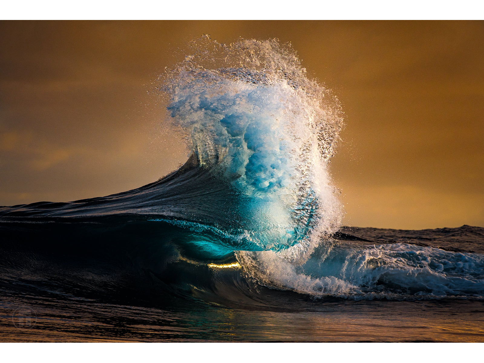 "Blue Jay" Fine Art Print by Thurston Photo